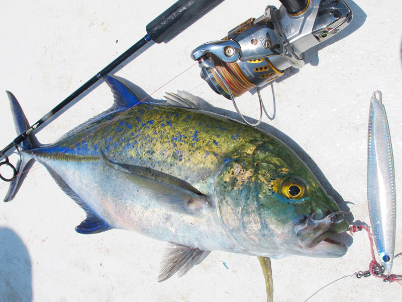 Tackle Source: MALDIVES - A FRESH PERSPECTIVE