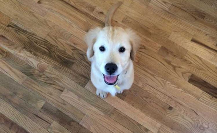 VIDEO: El adorable perro que usa brackets ~ Info Primicias