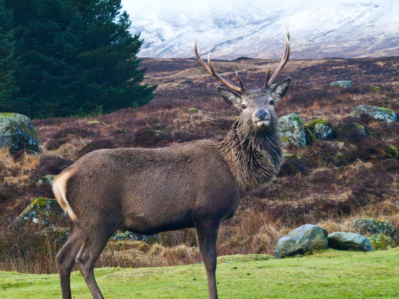 A Photoblog of Everyday Life: Highland Stag
