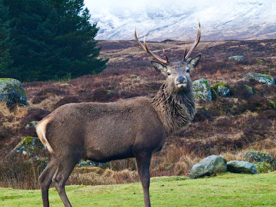 A Photoblog of Everyday Life: Highland Stag