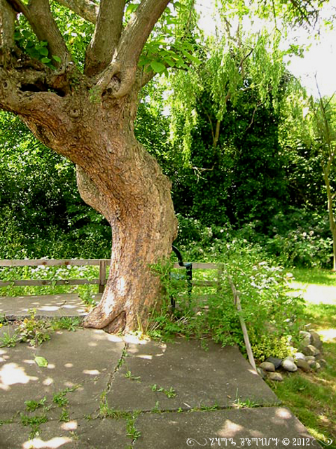 The Arte of Lady Straif: The Cross Tree