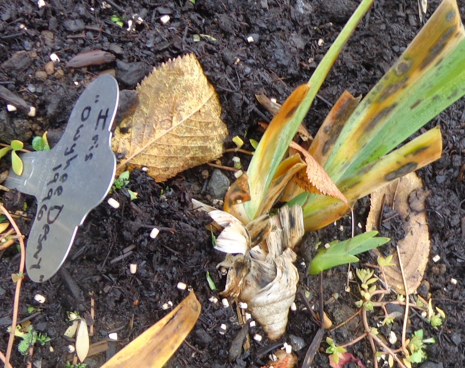 Daniel's Pacific NW Garden: Bearded Iris Raised Beds