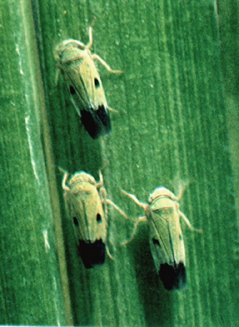 Nature and Farming: Rice Production: Chapter 10 - Insect pests of rice