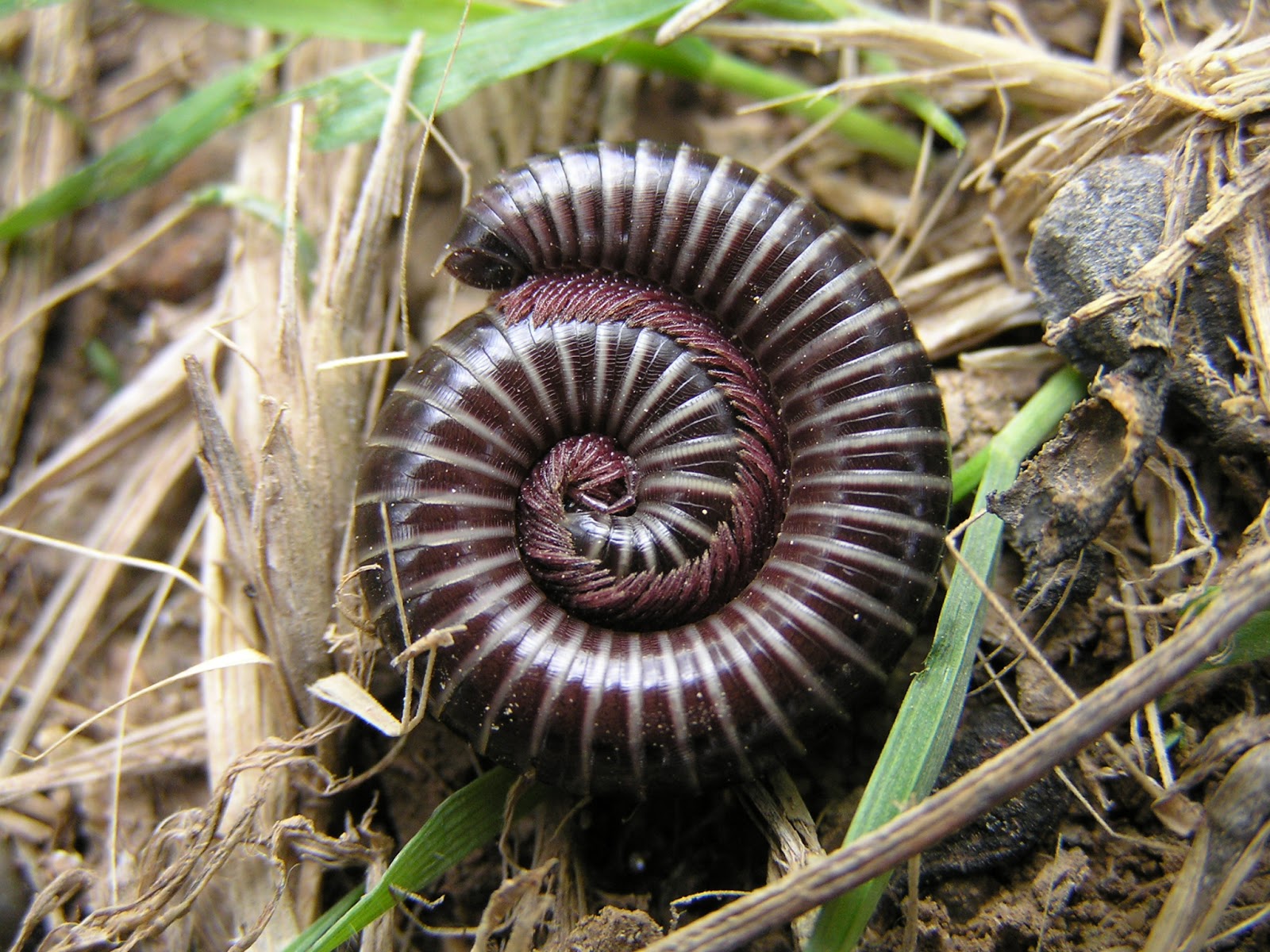 Alma biológica: Milpiés, ciempiés, escolopendras y otras pesadillas del ...