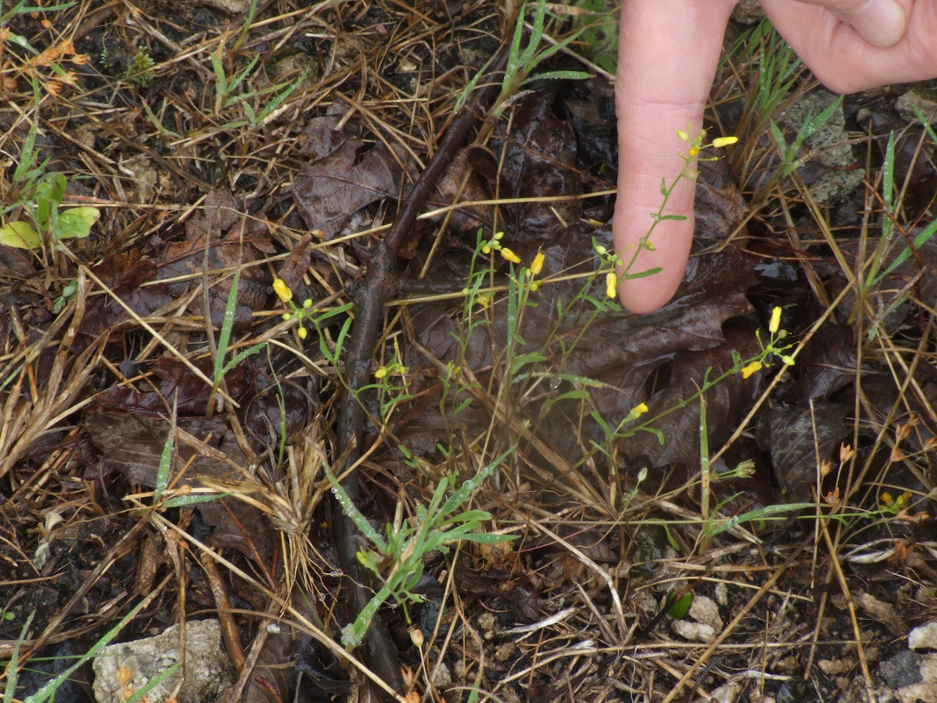 Springfield Plateau: Missouri Bladderpod