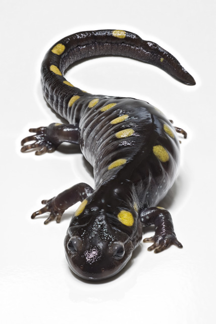 Retire from the usual in Liverpool, Nova Scotia : Salamander Migration