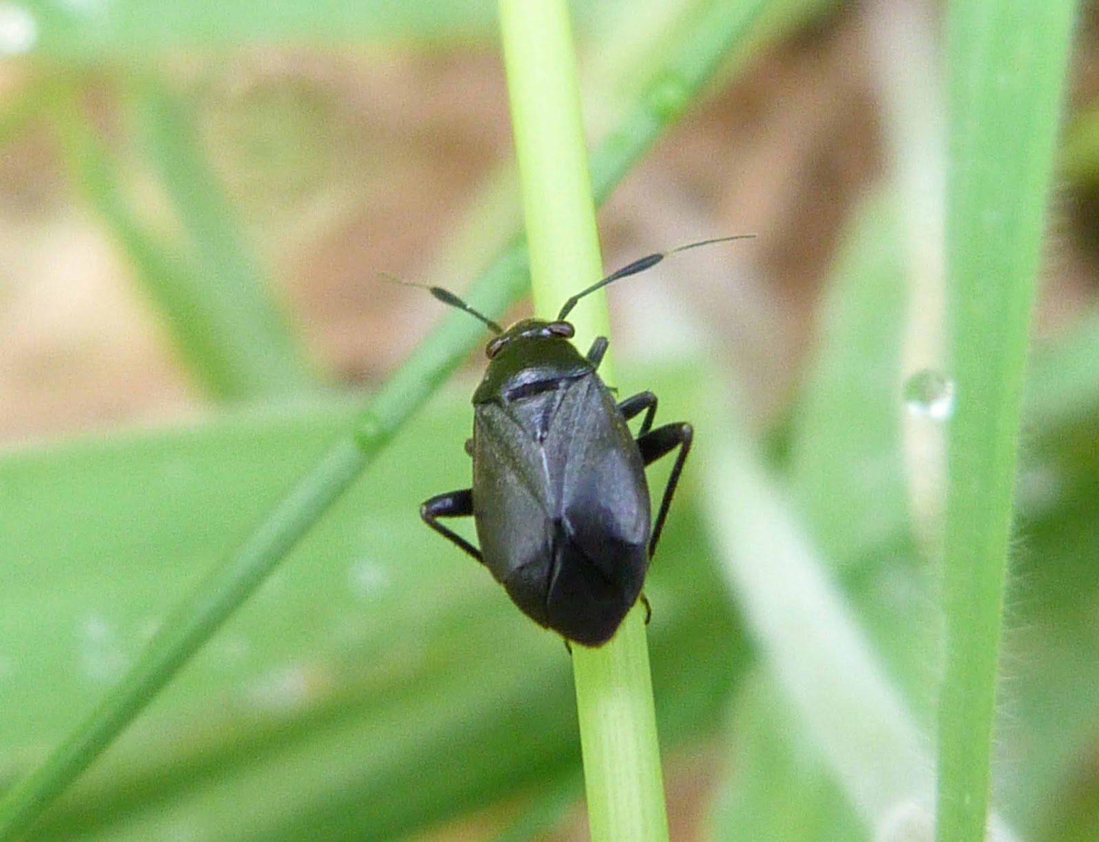 Insects of Scotland: True Bugs