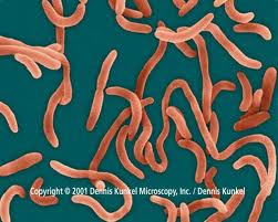 Microbiologia a origem da vida: Morfologia Bacteriana