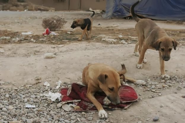 ASSOCIAZIONE ITALIANA DIFESA ANIMALI ED AMBIENTE: TROPPI CANI RANDAGI A ...