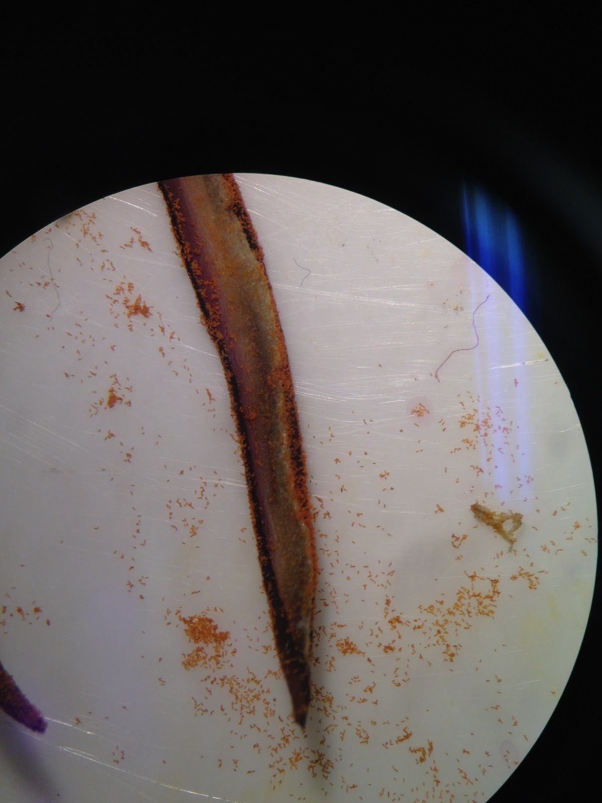 Biology Labs: Plantae: Anthophyta