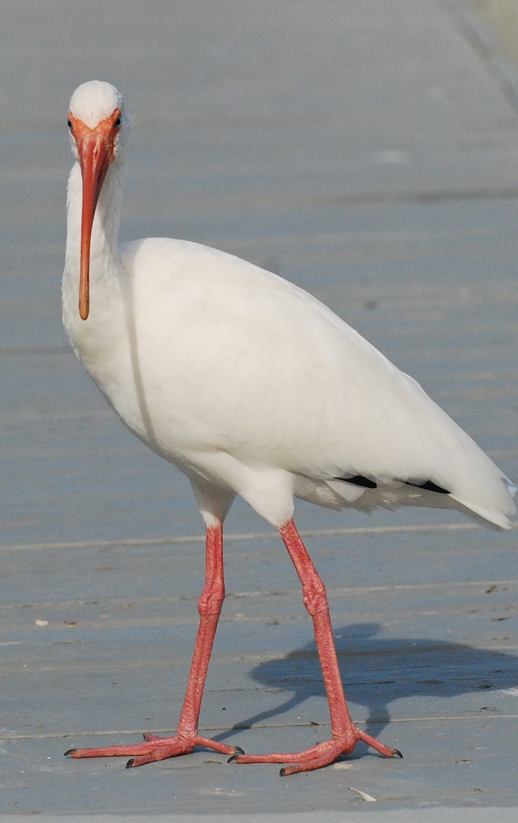 Bosque despierto: Ibis blanca