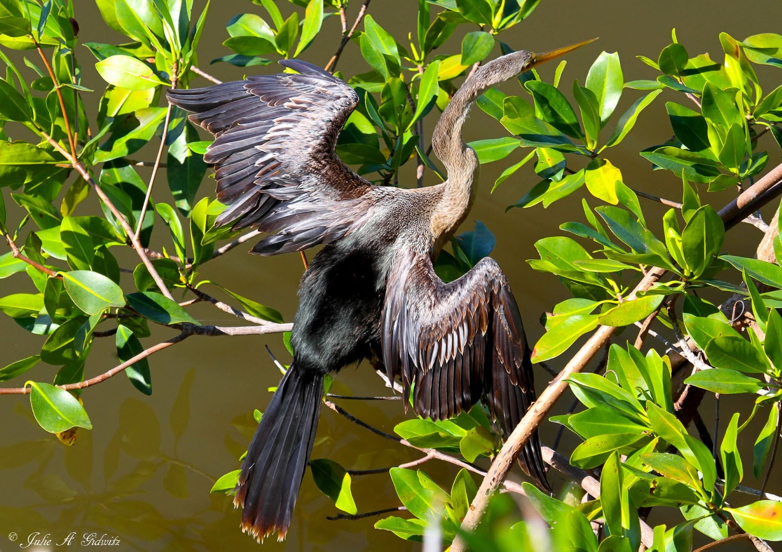 Birding Is Fun!: The Snakebird