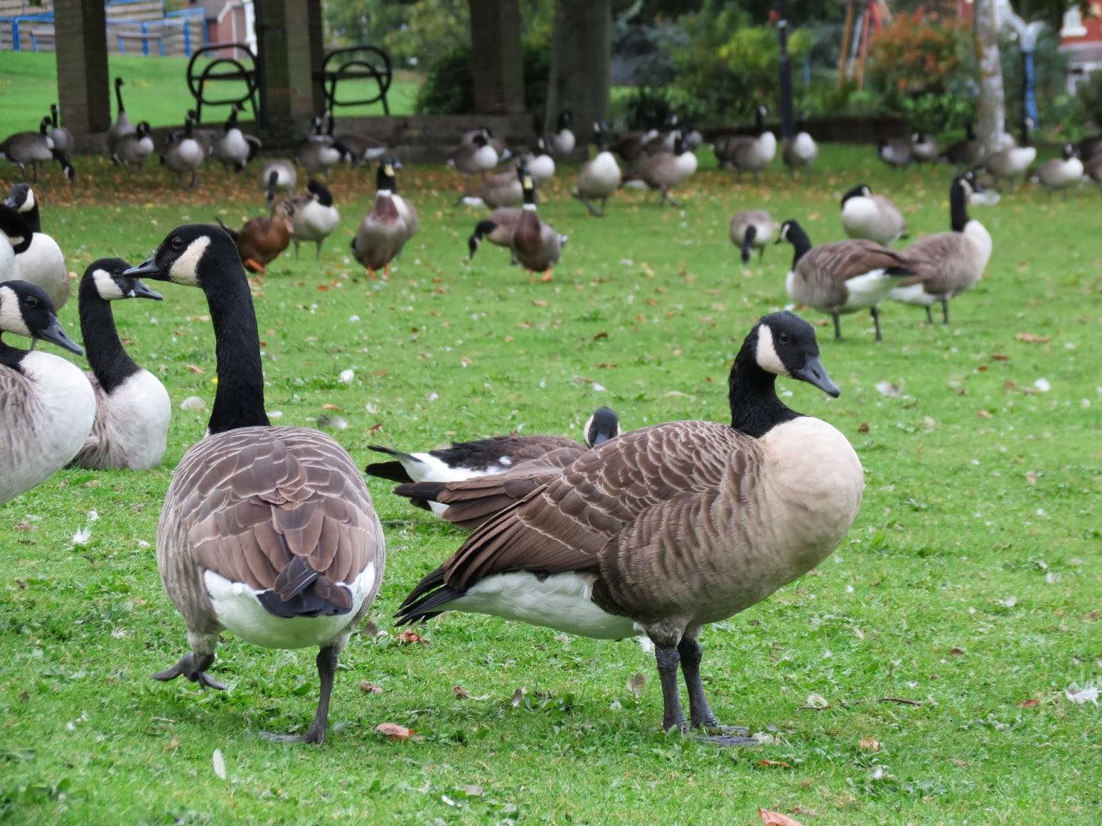 BIRDING AMERSHAM: A Finnish-ringed BLACK-HEADED GULL in Lowndes Park