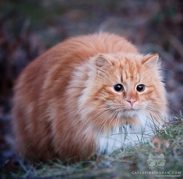 KUCING PARSI UNTUK DIJUAL: Cat of The Day - Kucing Hero