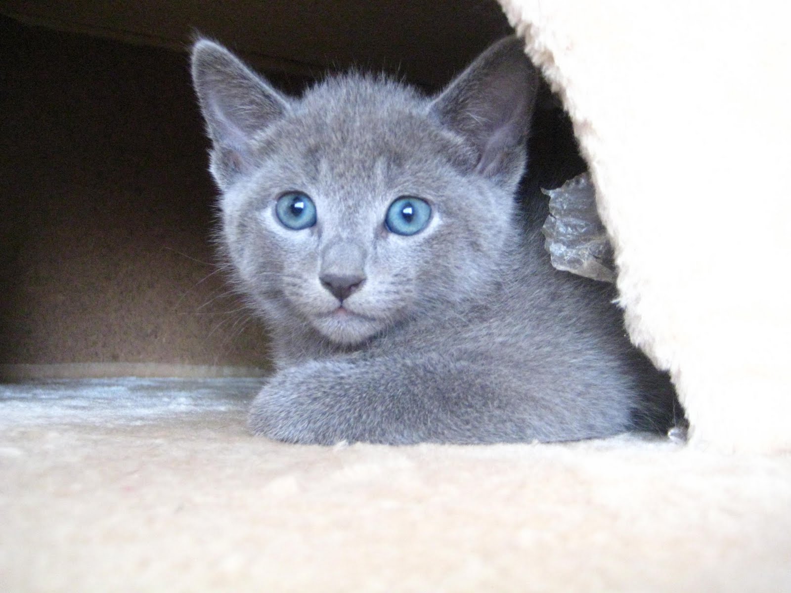 GATOS AZUL RUSO · PerlaCat de Llandrich Blaus, RUSSIAN BLUE CATS ·: Y ...