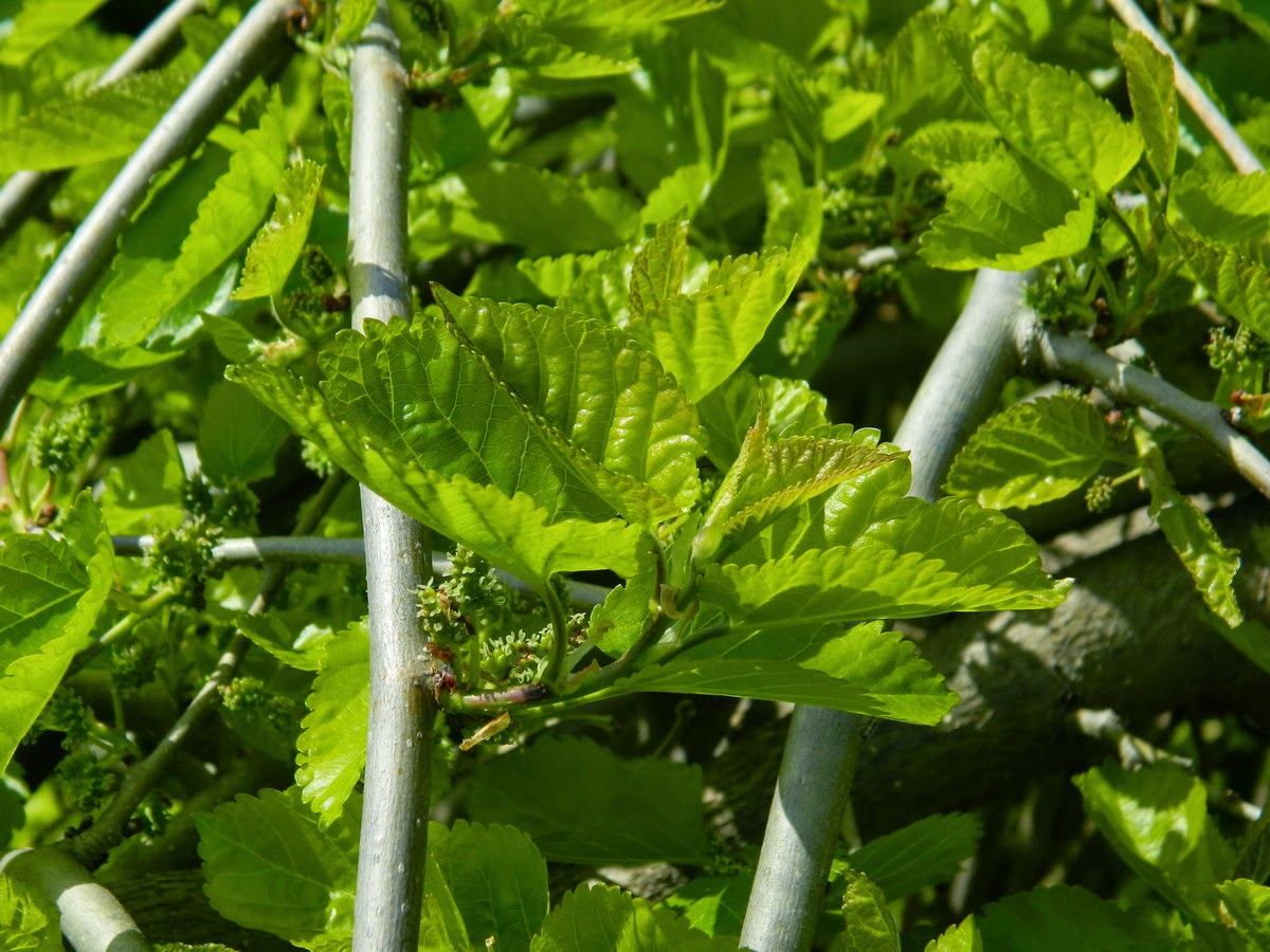 LA MULTI ANI, ROMANIA!: Dude verzi cu frunze verzi