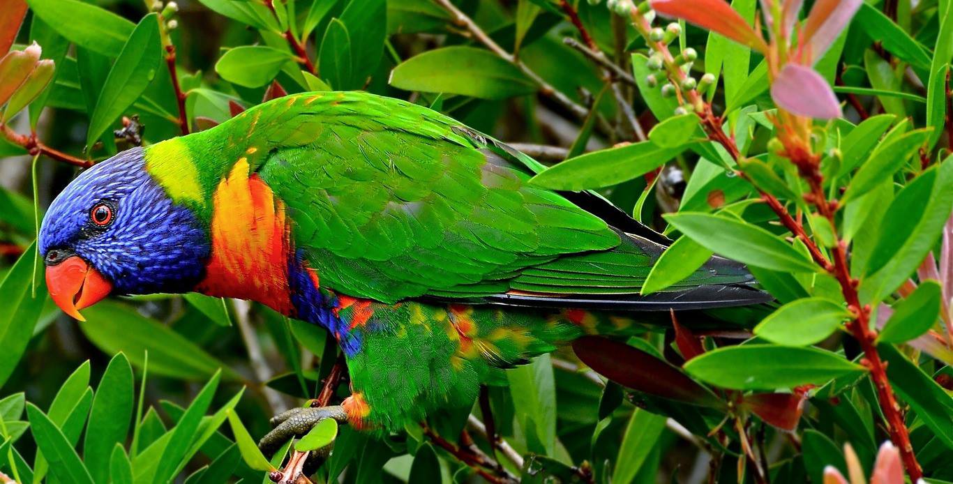 INFORMASI TENTANG BURUNG NURI SI PENGHIAS RUMAH DAN TAMAN | Tips Petani