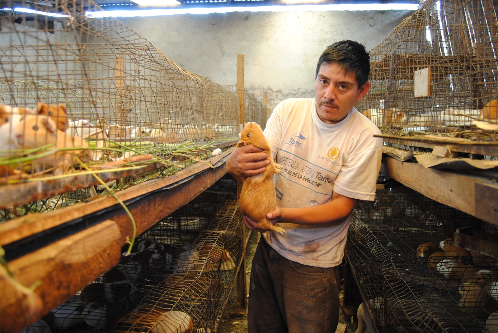 somosdelmismobarro: LA PRODUCCIÓN DEL CUY SE MULTIPLICA CON ÉXITO EN ...