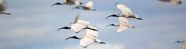 Clancy Tucker's Blog: 7 June 2018 - FACTS ABOUT THE IBIS