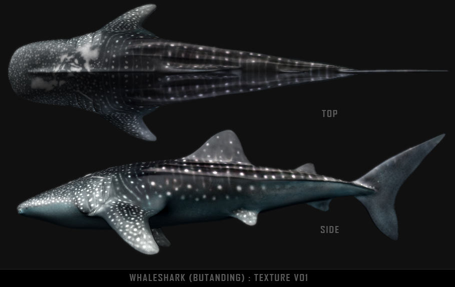Anarchytech 3D Gallery: Whale Shark (Butanding)