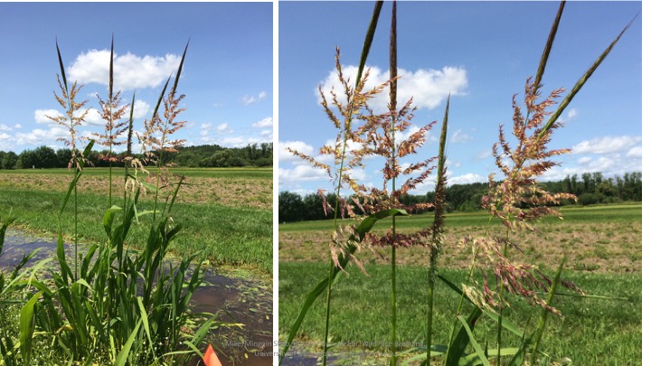American Wild Rice: Plant_flower_seed_grain_food_from wild rice