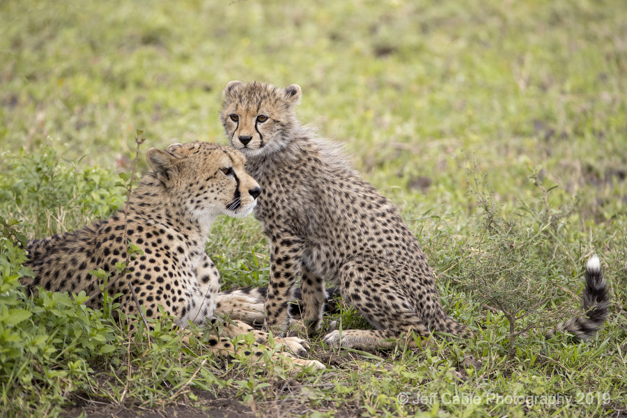 Jeff Cable's Blog: The adorable baby animals in Africa