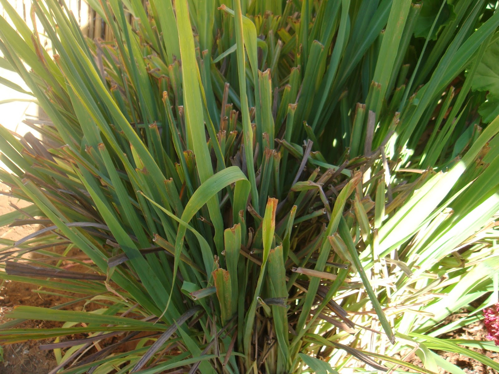 Sopita de la olla: Bebidas refrescantes para el verano