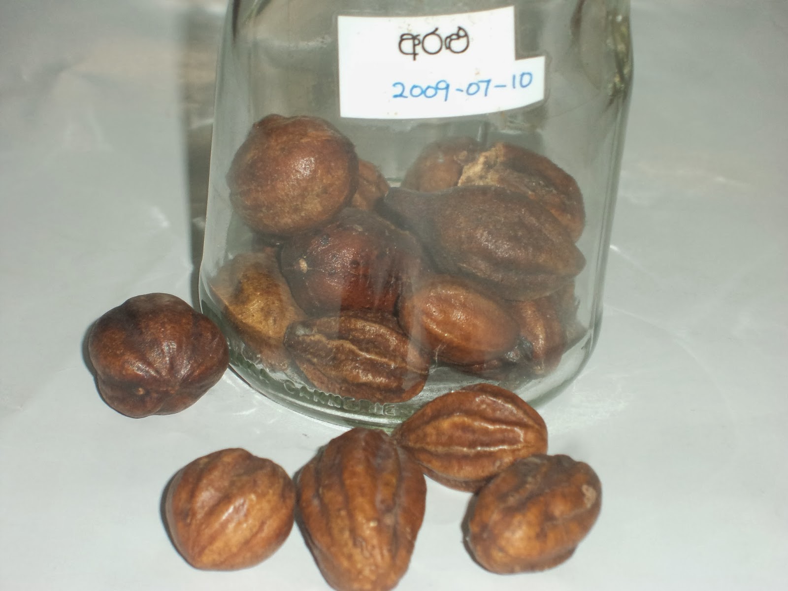 Terminalia chebula -Aralu-අරළු - Herbal Plants of Asia