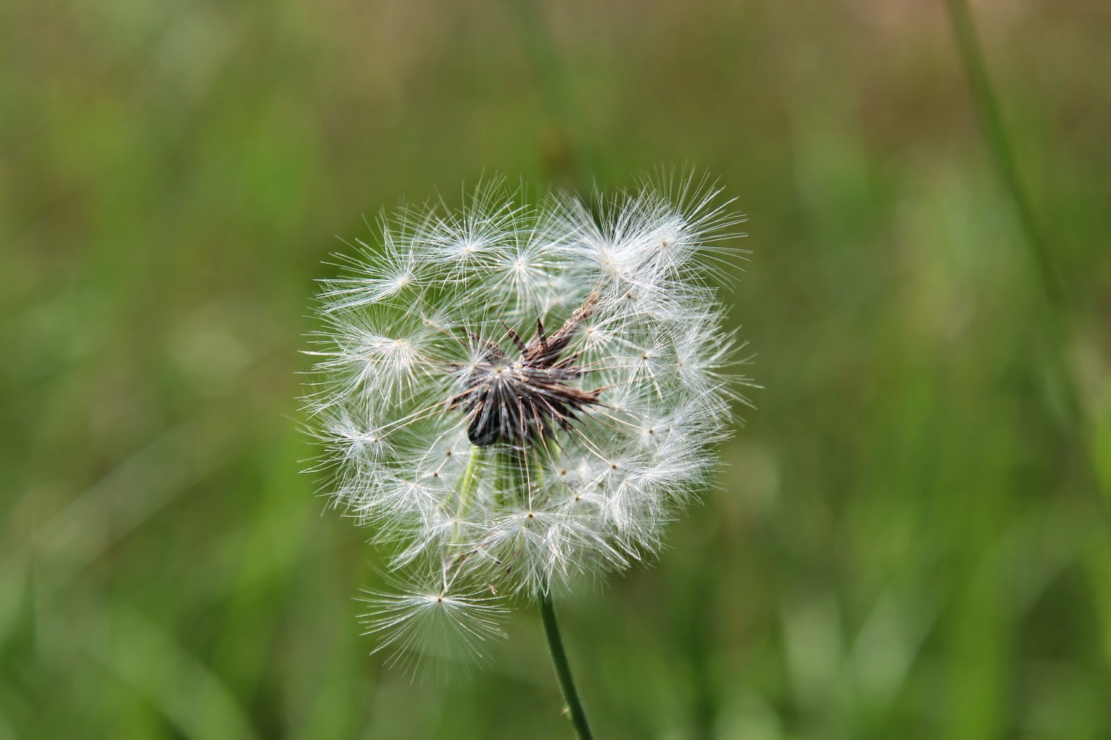 Art of the Day: Anatomy of a Dandelion