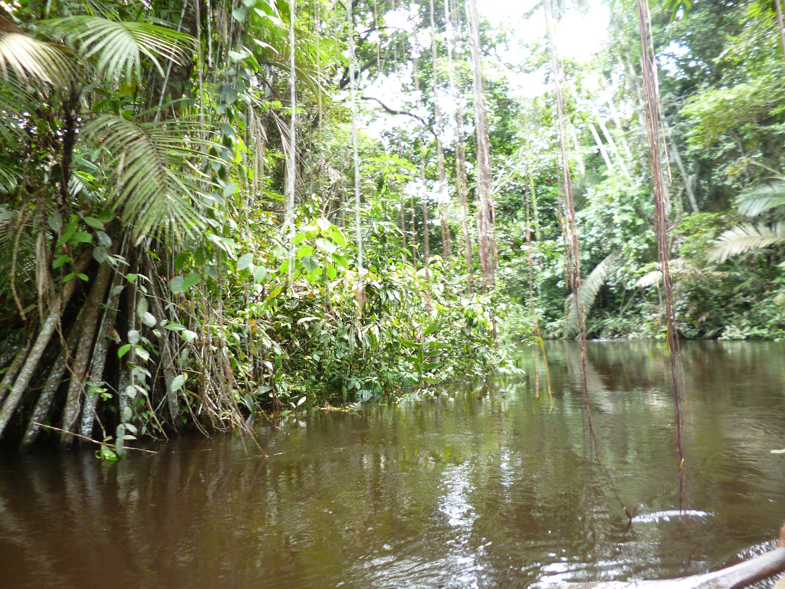 Dans nos bottes de sept lieues...: Perou : La jungle amazonienne