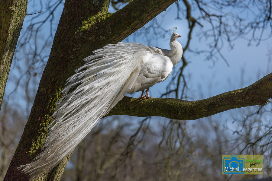 Belevingsfotografie: Witte Pauwen van Staverden