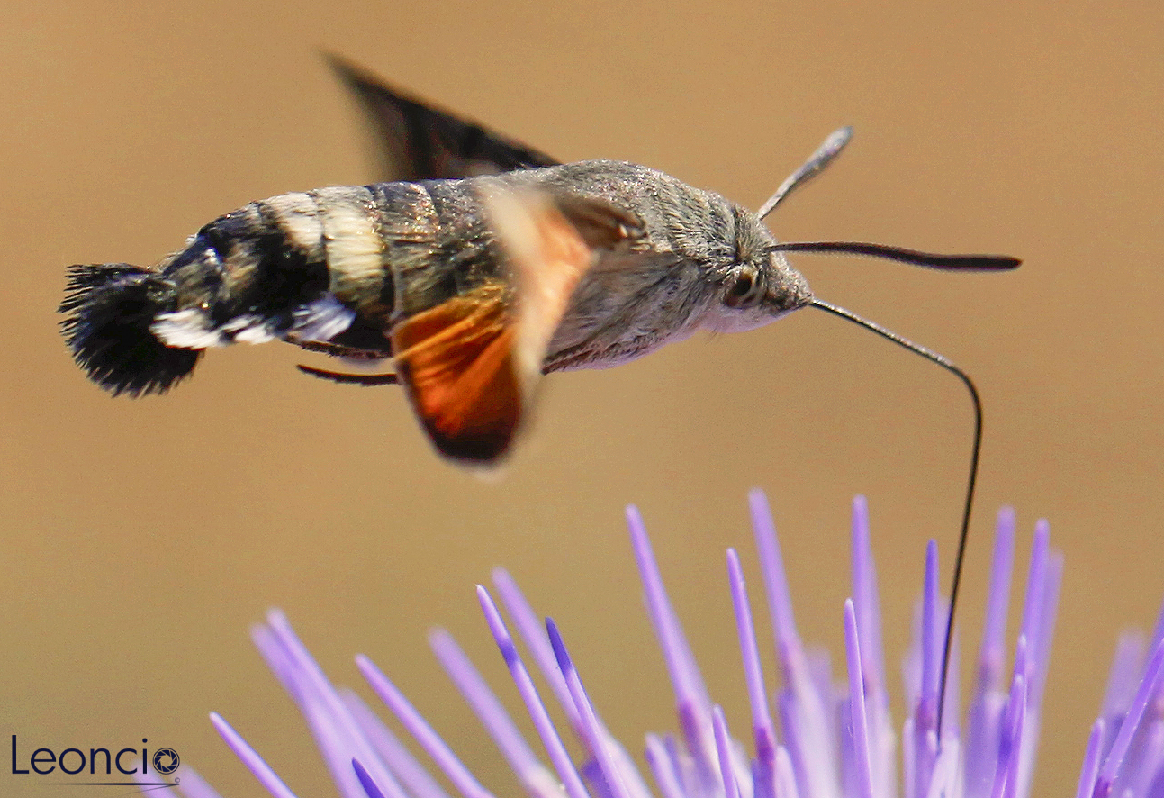 FOTOGRAFÍA Y NATURALEZA EN ANDALUCÍA: MACRO FOTOGRAFÍA-esfinge colibrí ...
