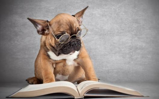 NUNCAJAMAS COCKER: EL COCIENTE INTELECTUAL DE LOS PERROS