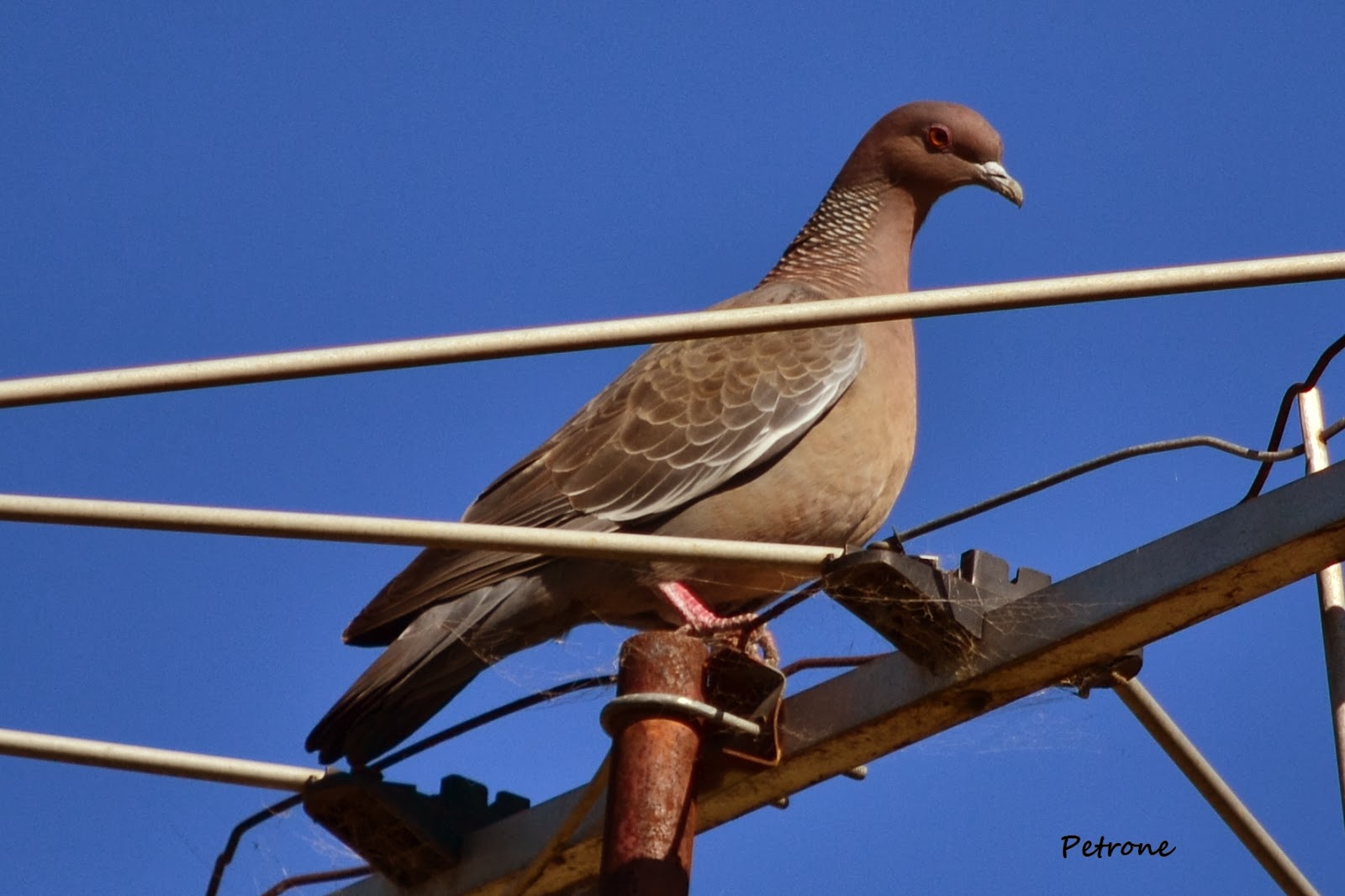 Aves de La Floresta: Paloma de monte