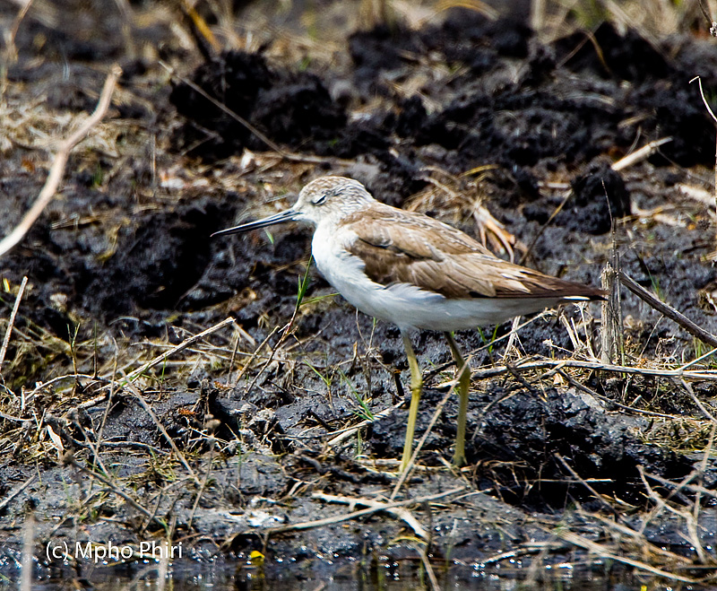 Mahikeng Birding Blog: Common Greenshank at Disaneng Dam