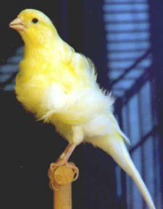 LOS CANARIOS DE POSTURA: Canarios Rizados (1)
