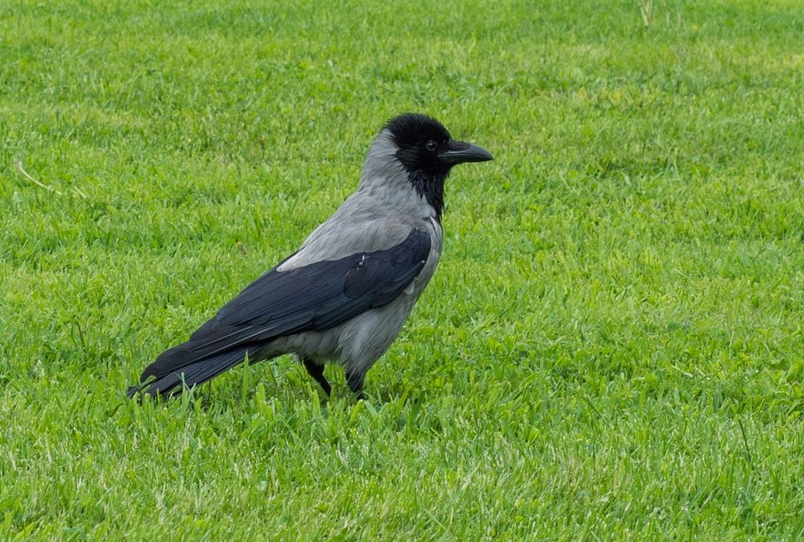 Contes d' Animals: EL CORB