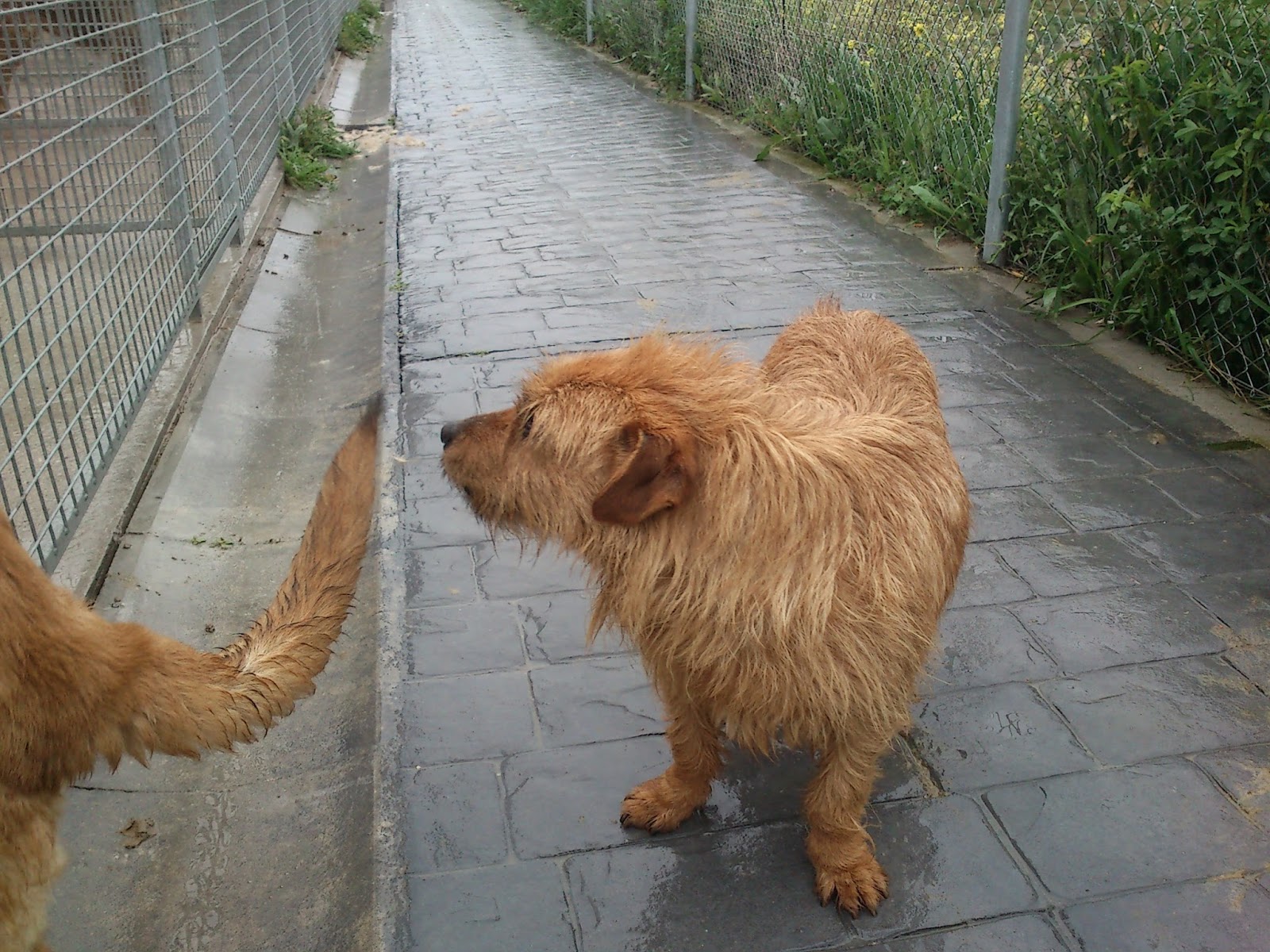 CENTRO DE PROTECCIÓN ANIMAL ARROYOMOLINOS.: PERROS BUSCANDO SU HOGAR