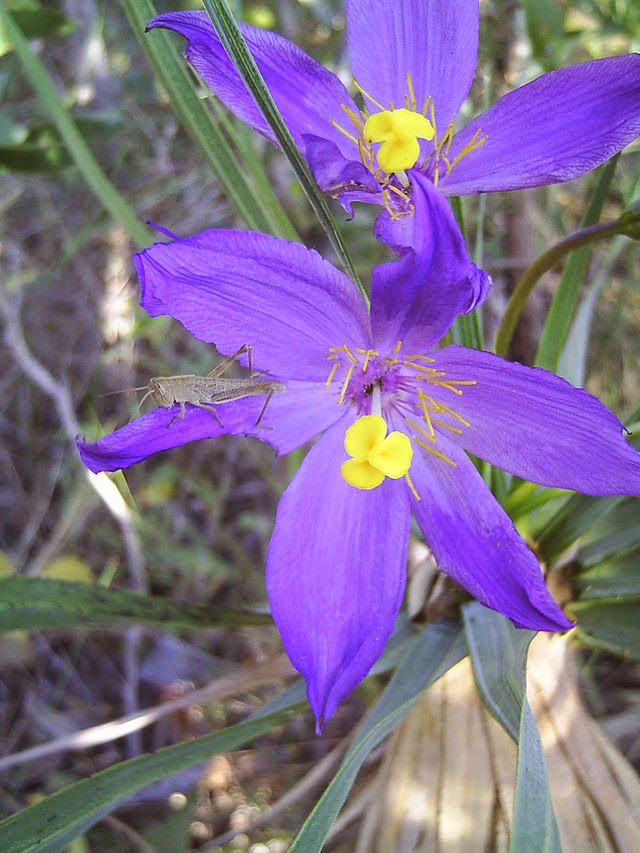 Cultura Guaraní: A canela-de-ema (Vellozia squamata)