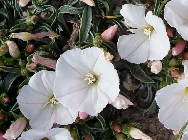 MI HERBARIO DEL JILOCA: Convolvulus lineatus.