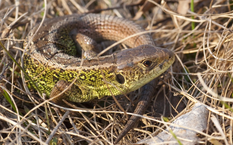 Catalin Negru: Soparla cenusie - Lacerta agilis