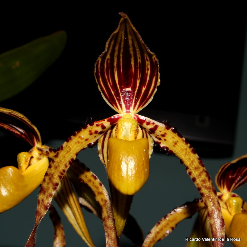 Ricardo's Blog, : Paphiopedilum Shin-Yi's Pride (Michael Koopowitz x ...