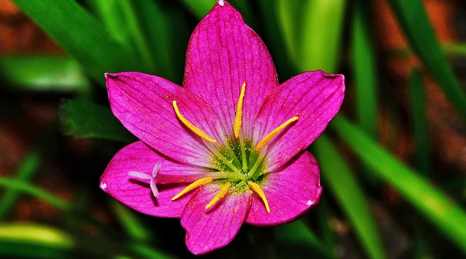 14 fotos gratis de flores en el jardín - Free flowers photos ...