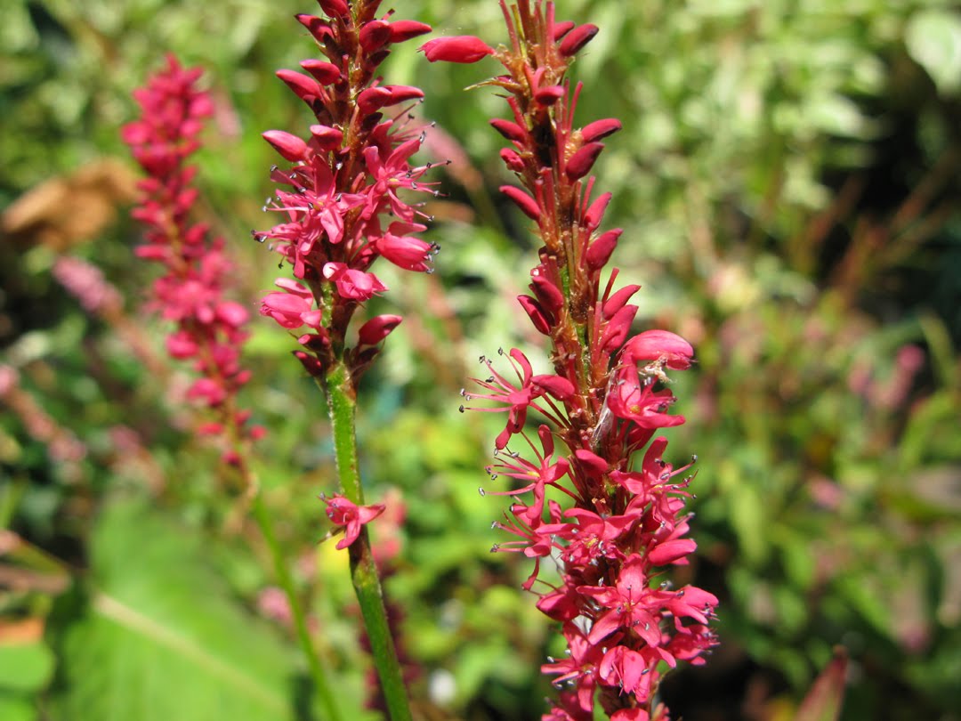 Victoria Gardens: September Blooms: Persicaria ‘Firetail’