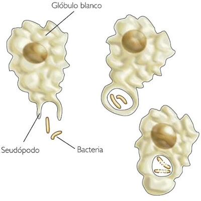 DE JESUS GÓMEZ: LOS GLOBULOS BLANCOS