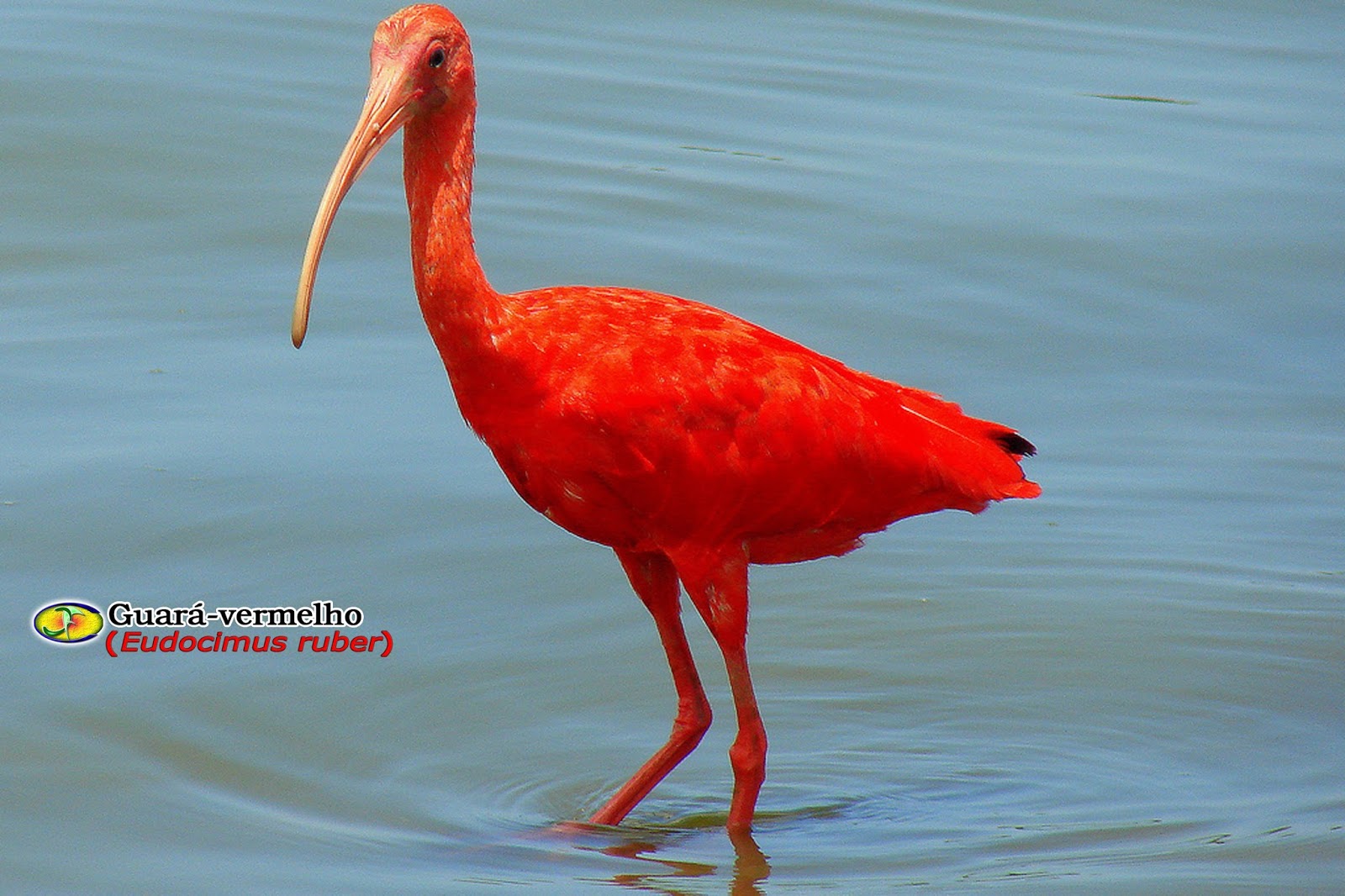 Zoologia: Guará-vermelho (Eudocimus ruber)