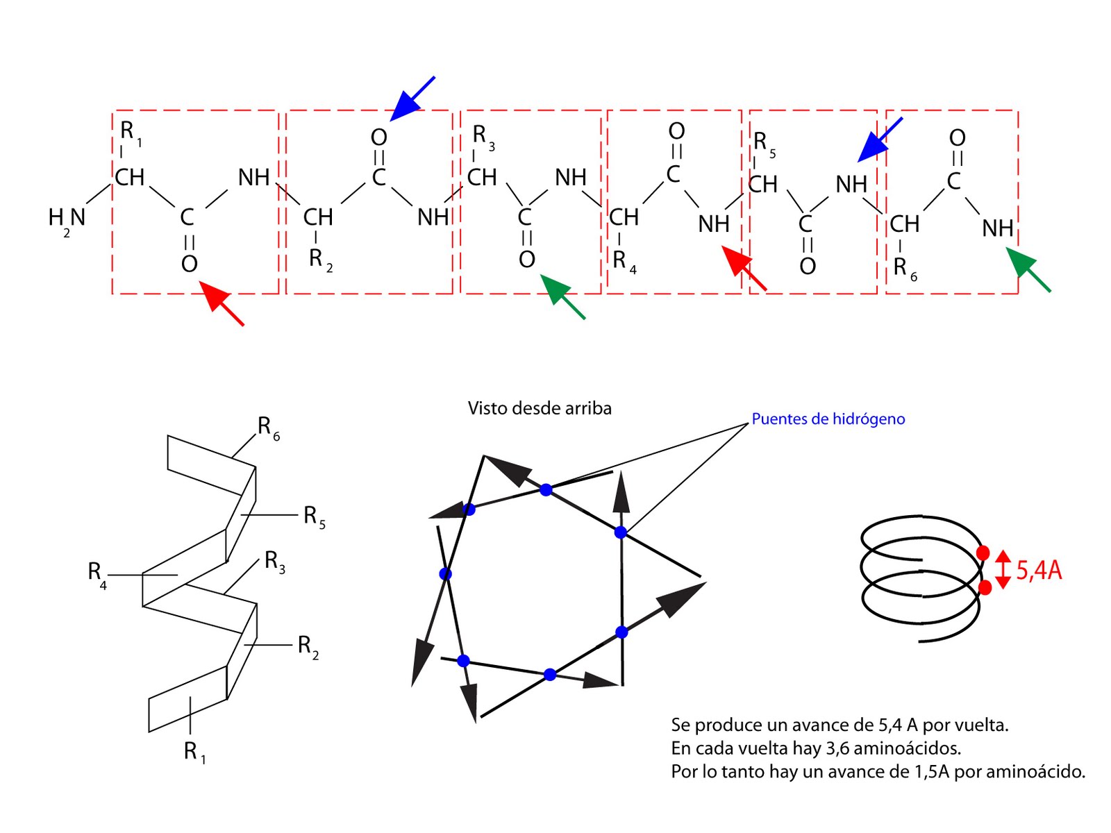 el moderno prometeo: Fisiología y desarrollo de la epidermis.