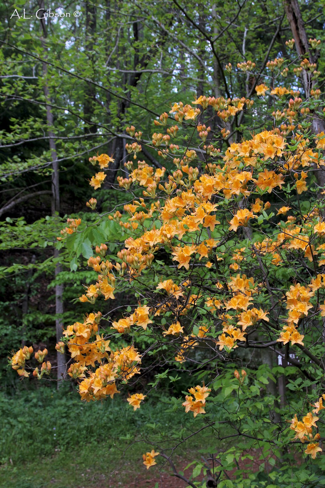 The Buckeye Botanist: Flame Azalea (Rhododendron calendulaceum)