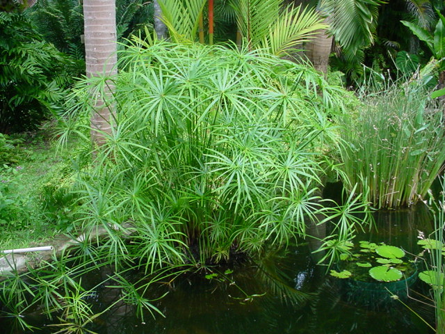 Papyrus payung (Cyperus alternifolius, Cperus involucratus) | MY PLANT