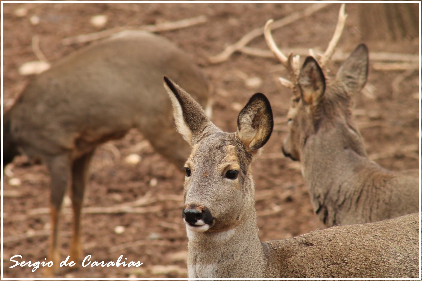 Aprendiz de biólogo y de artista: El Zoo Municipal de Guadalajara I ...